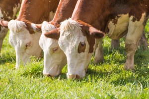 Grass-Fed vs. Grain-Fed Beef: A Comprehensive Comparison